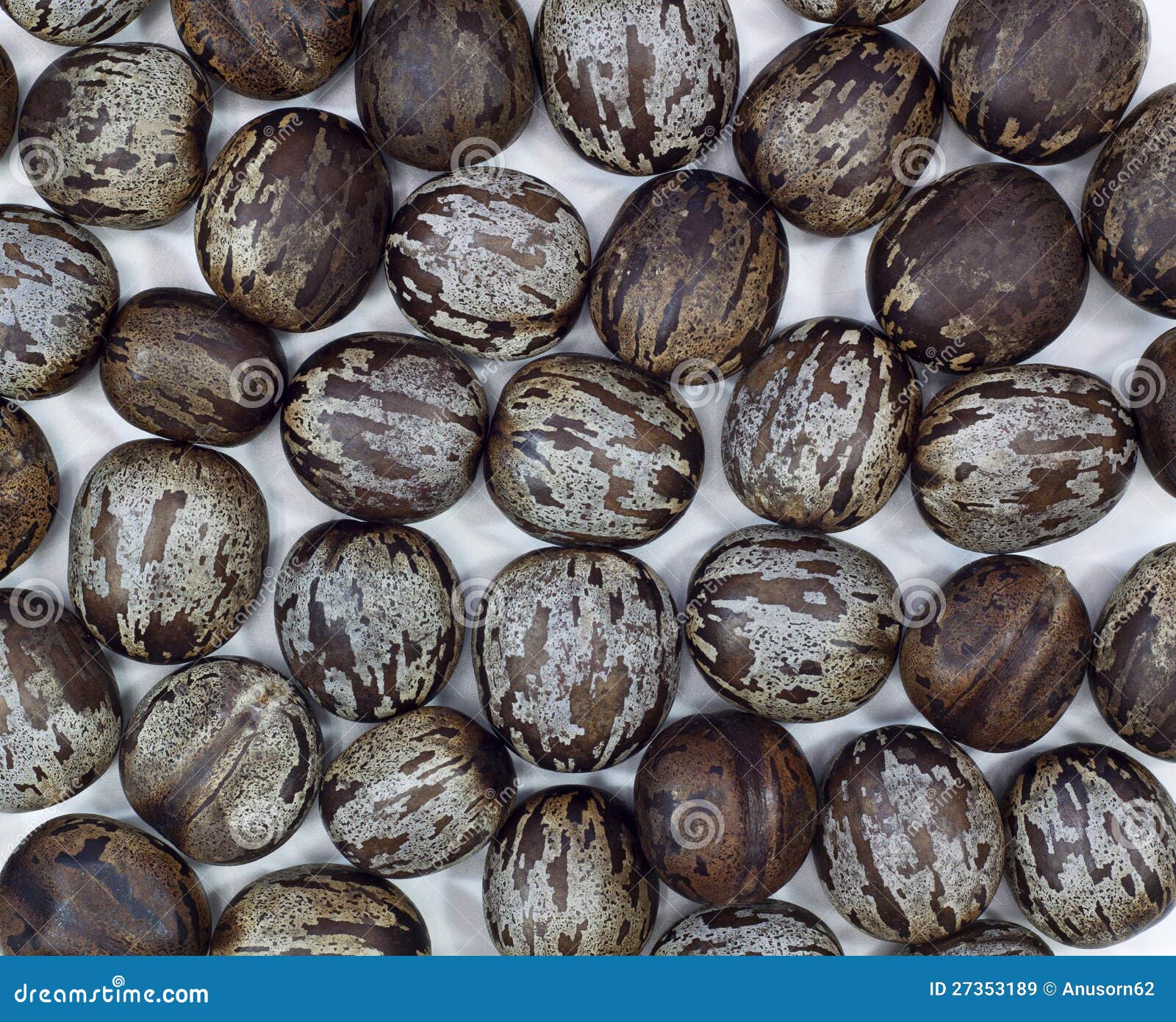 Rubber Seed. Rubber Seed Pile. Kerala. Childhood Nostalgia. Close Up ...