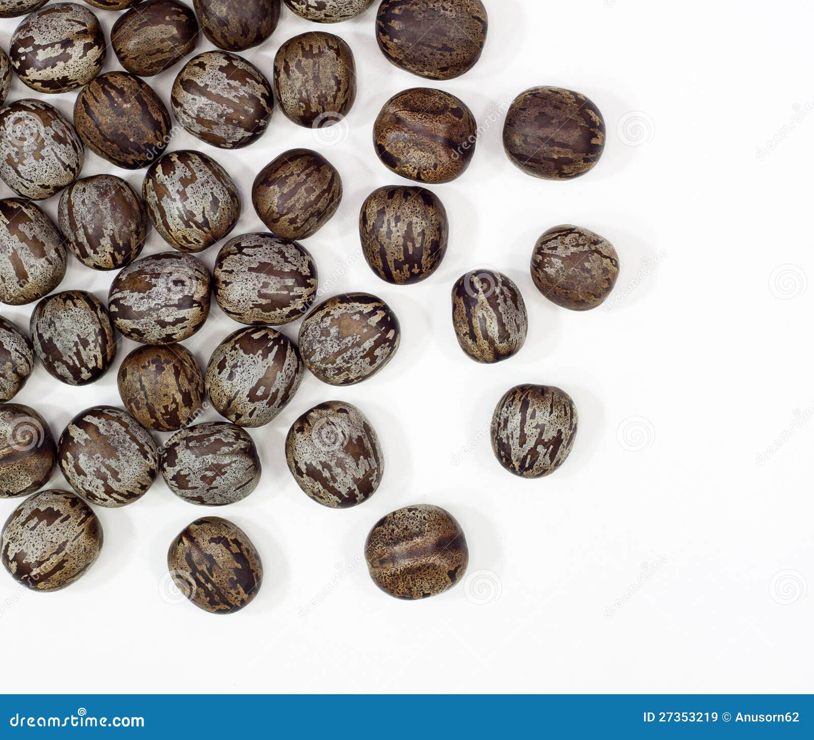 Rubber Seed. Rubber Seed Pile. Kerala. Childhood Nostalgia. Close Up ...