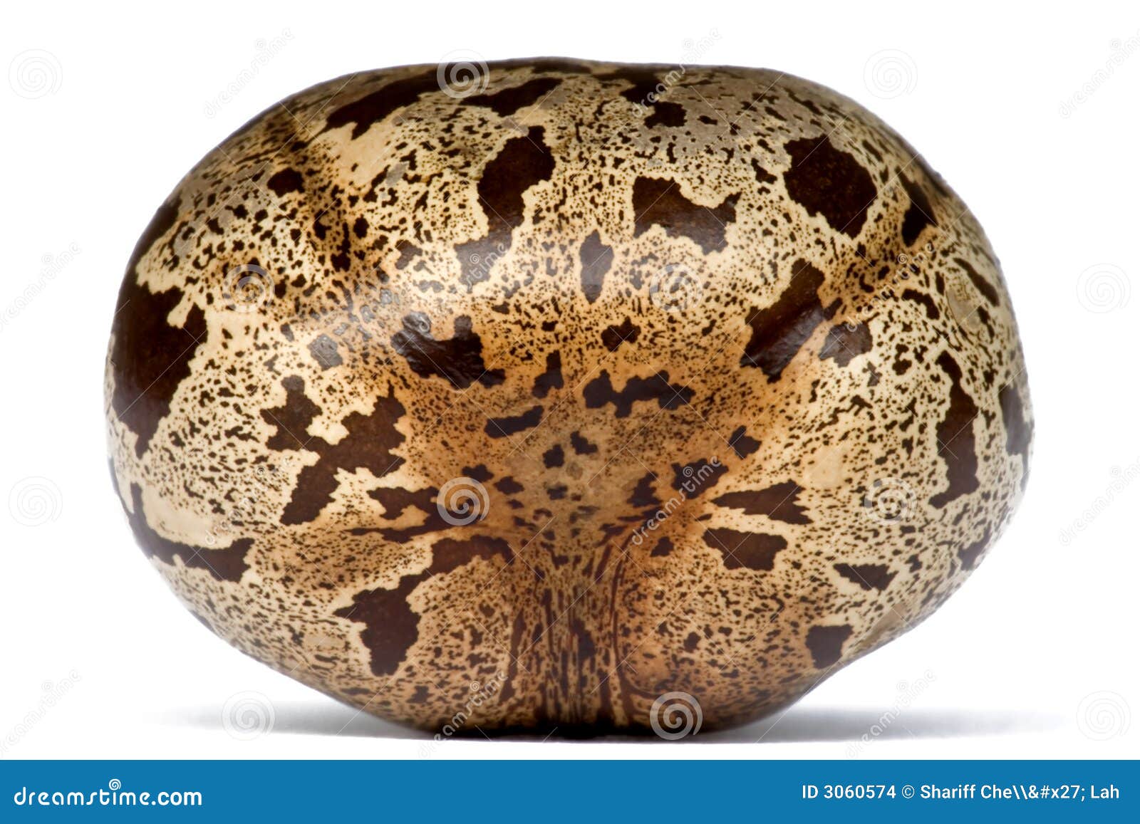 Rubber Seed stock photo. Image of plant, macro, plantation - 3060574