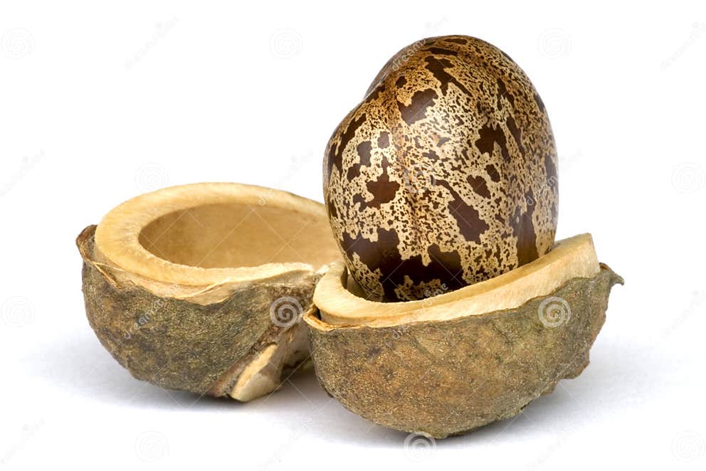 Rubber Seed stock image. Image of latex, tapping, agriculture - 3060583