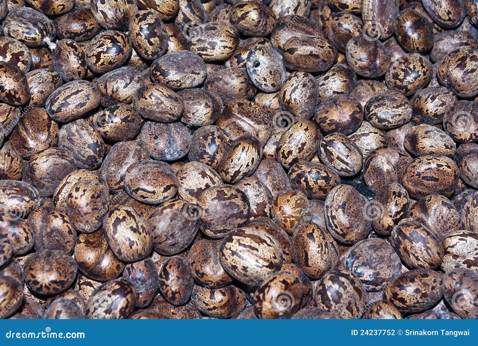 Rubber Seed. Rubber Seed Pile. Kerala. Childhood Nostalgia. Close Up ...
