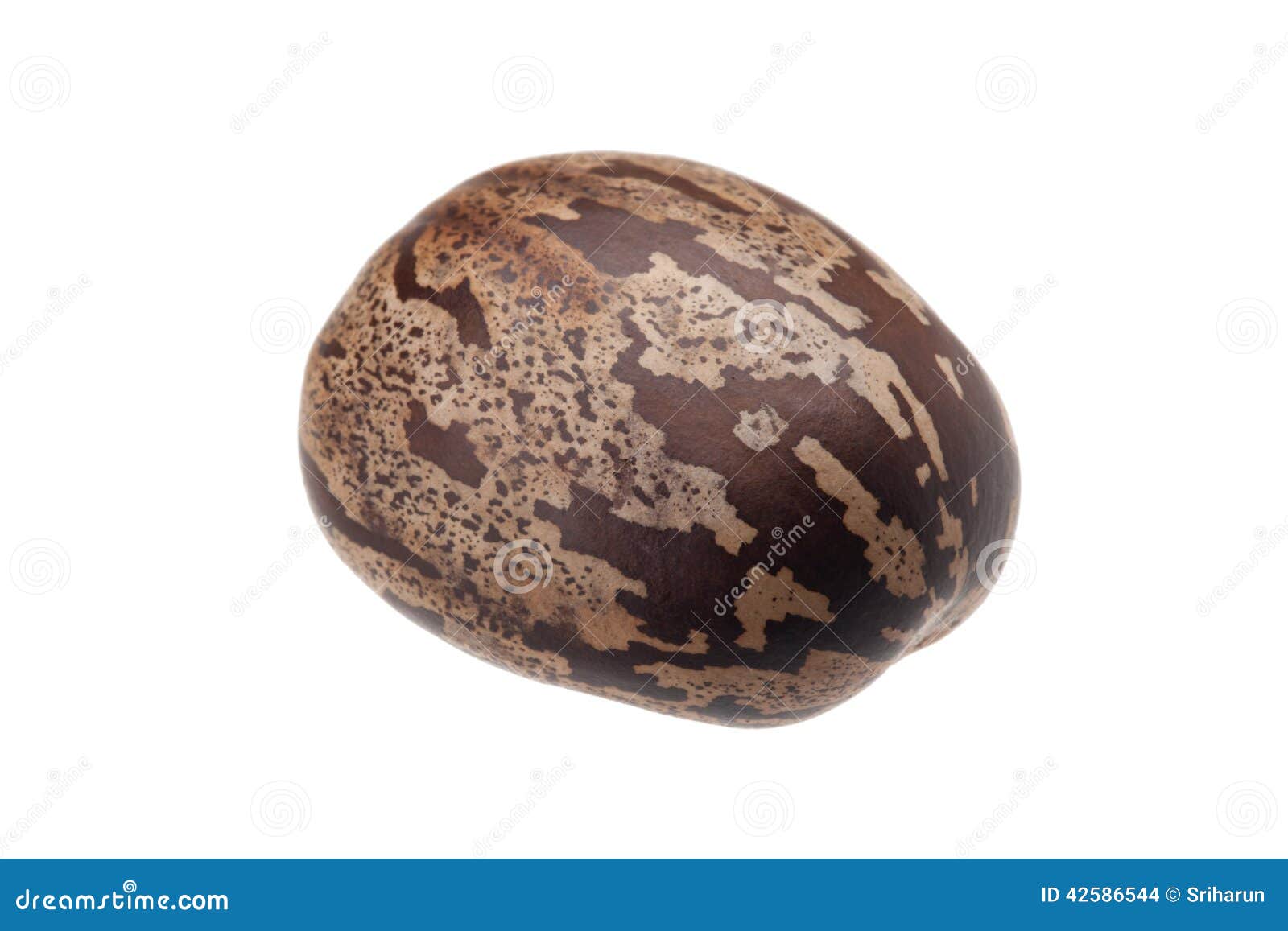 Rubber Seed Royalty-Free Stock Photography | CartoonDealer.com #27353219