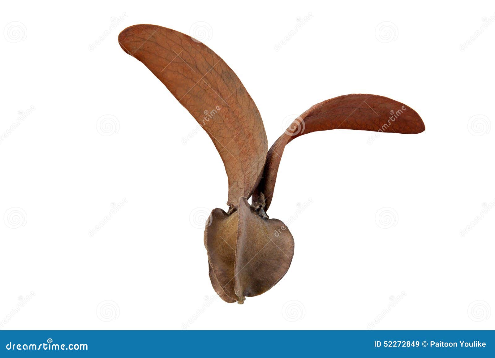 Rubber Seed Royalty-Free Stock Photography | CartoonDealer.com #27353219