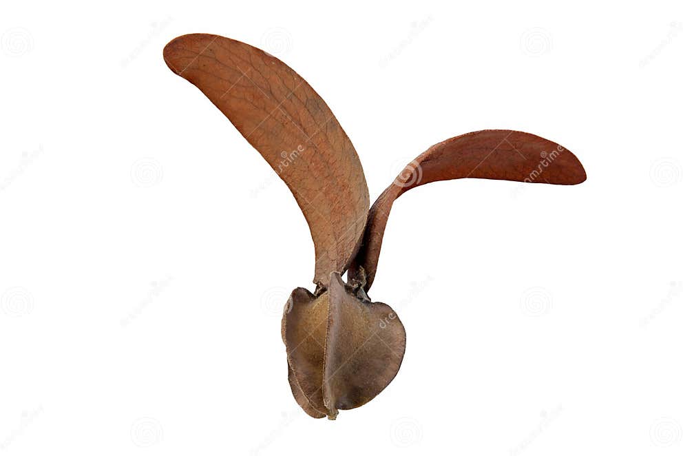 Rubber seed on isolated stock image. Image of plantation - 52272849