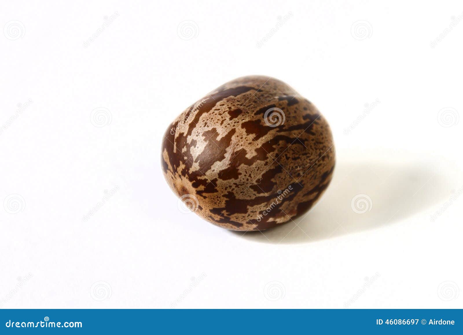 Rubber Seed Stock Image Image Of Seedlings Tropical