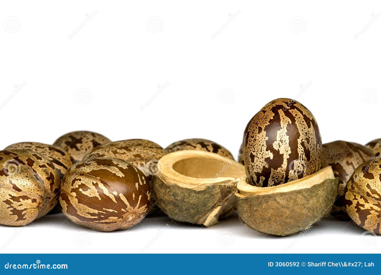 Rubber Seeds Hevea Brasiliensis And Rubber Leaves Isolated On White ...