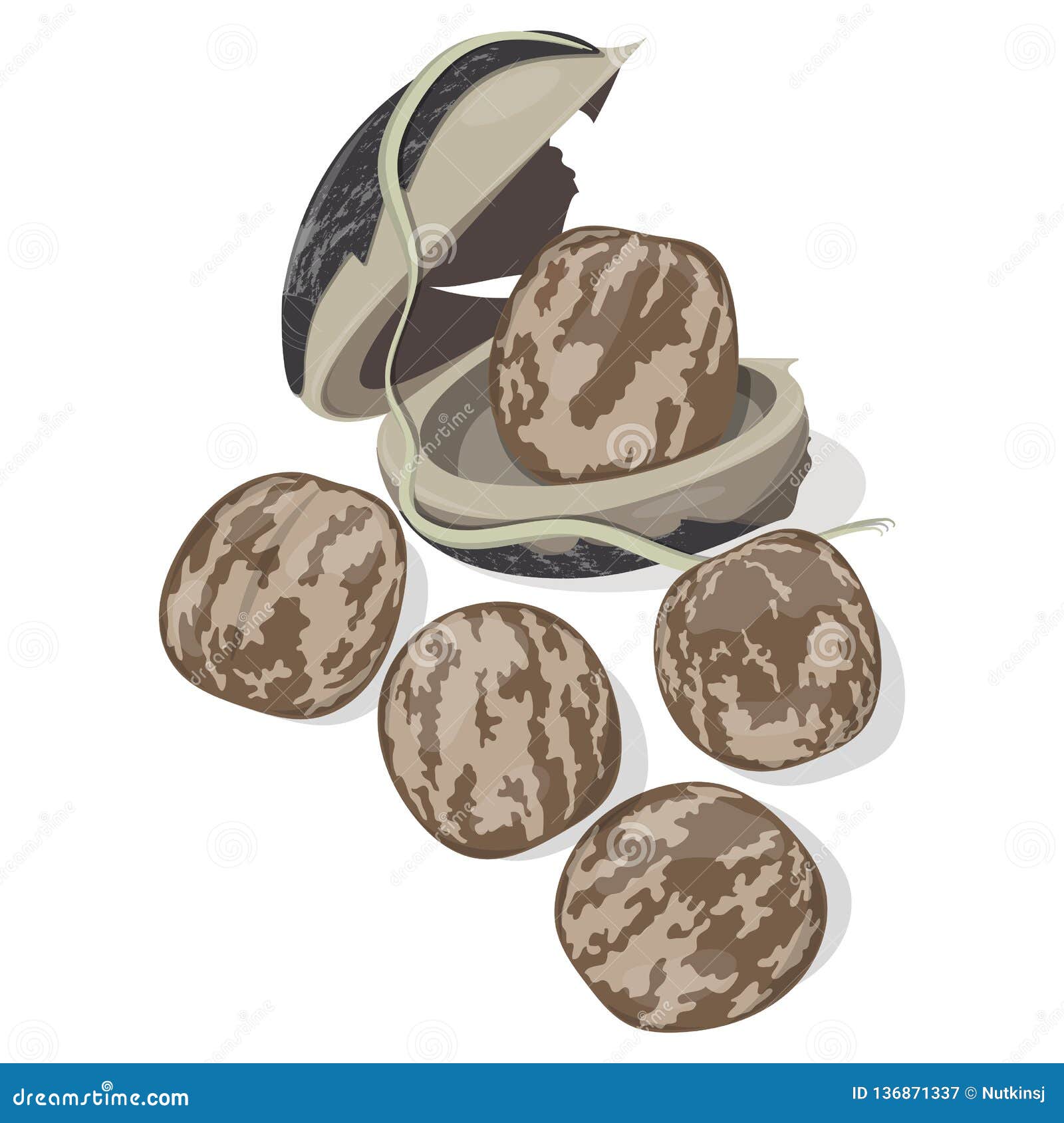 Rubber Seeds stock vector. Illustration of garden, brown - 136871337