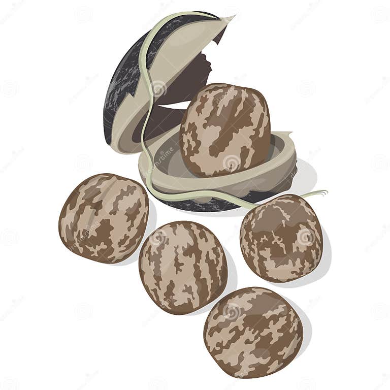 Rubber Seeds stock vector. Illustration of garden, brown - 136871337