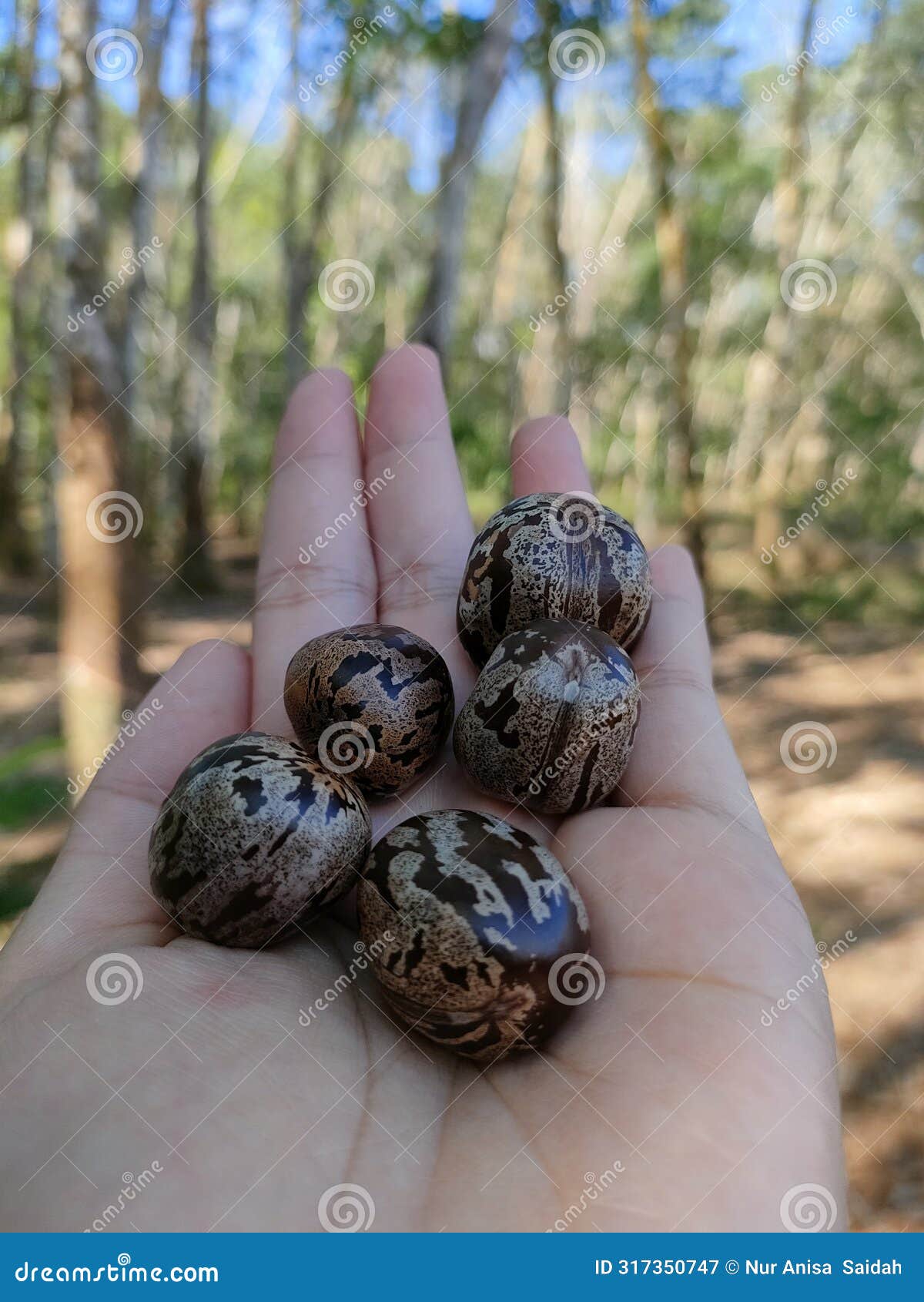 Rubber Seeds Just Picked from the Rubber Plantations Stock Image ...