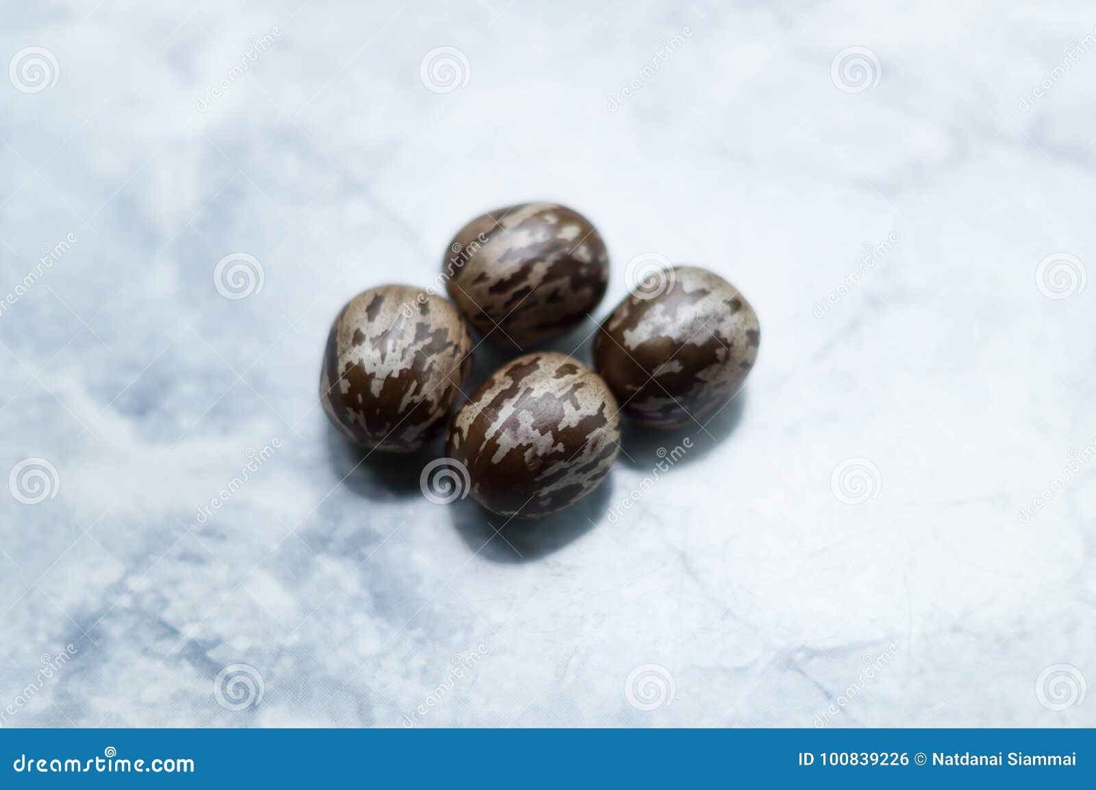 Rubber seeds stock photo. Image of fresh, seed, plantation - 100839226