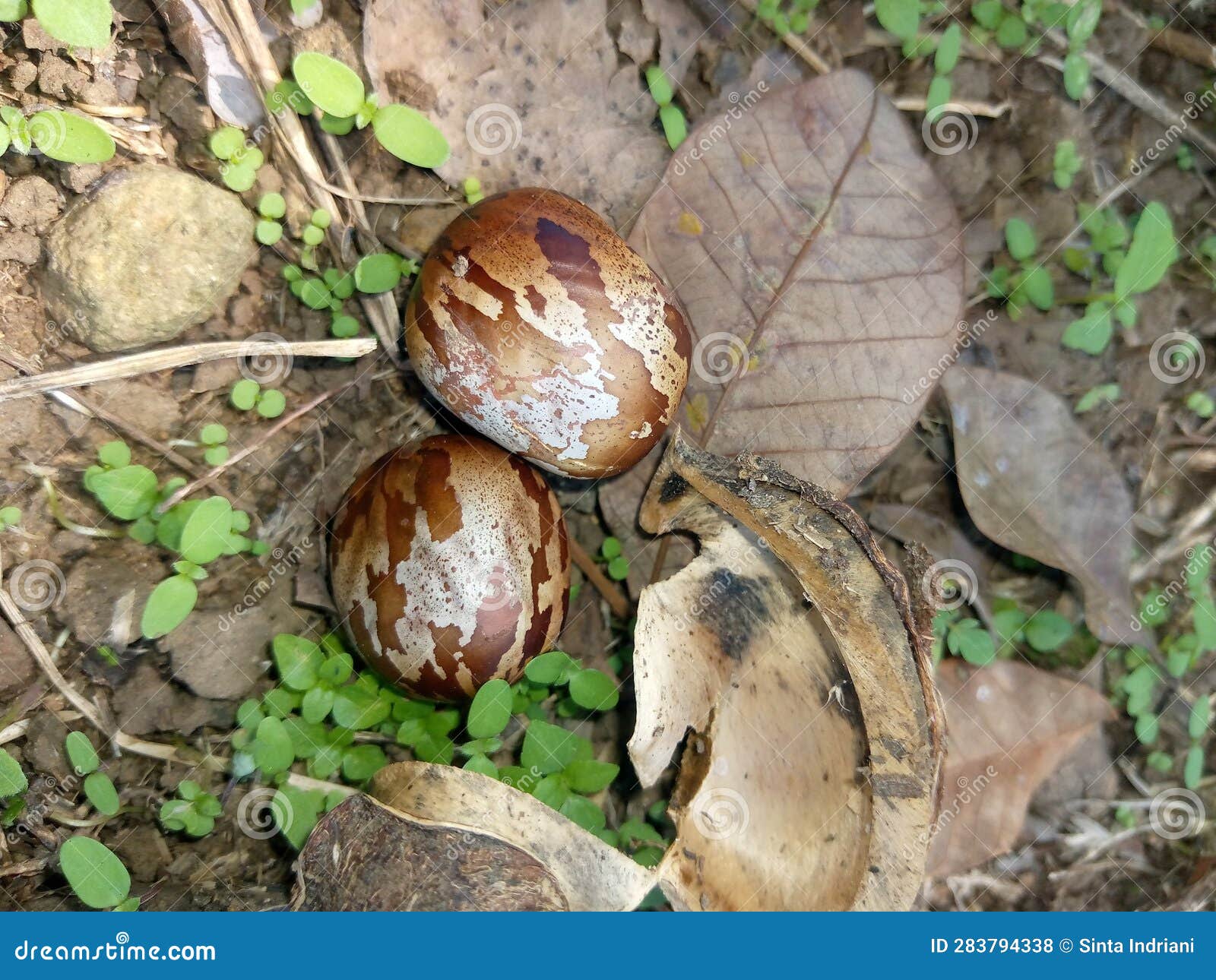 Rubber Seeds that are Still Wrapped in Shells are White Brown Stock ...