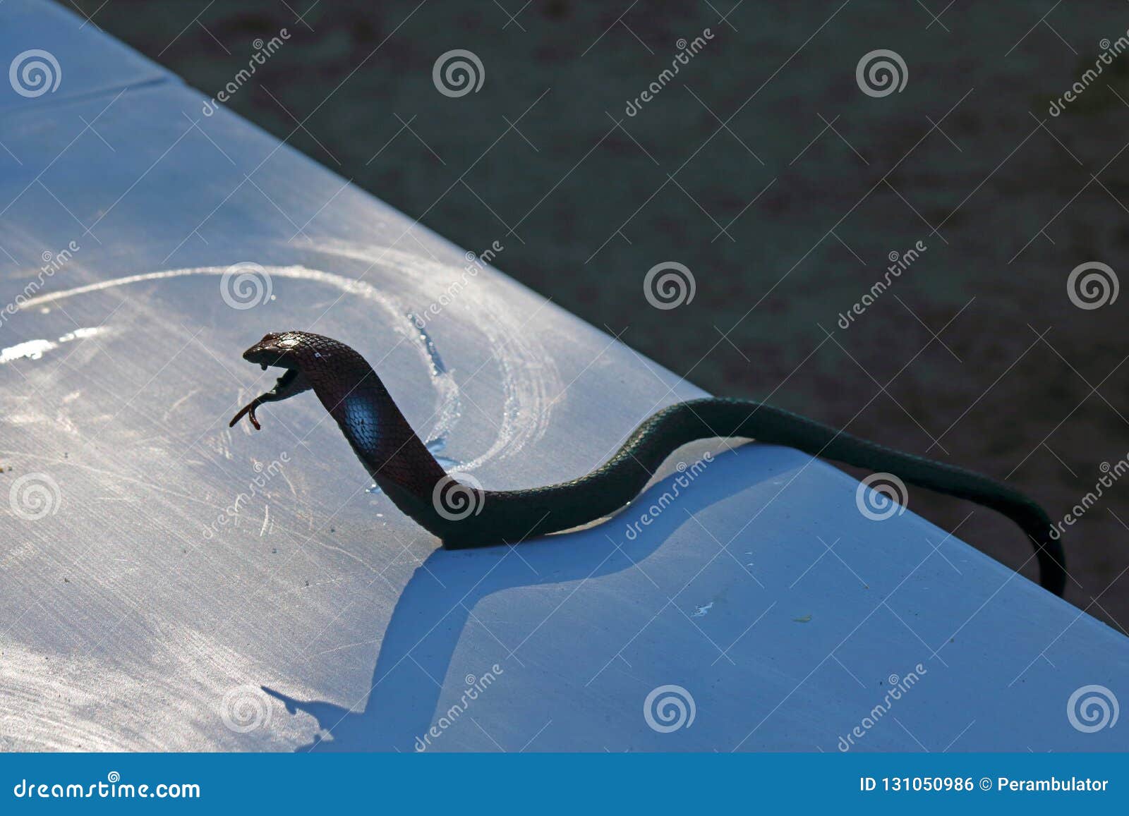 RUBBER SNAKE on a TABLE in a CAMP SITE Stock Photo - Image of beauty ...
