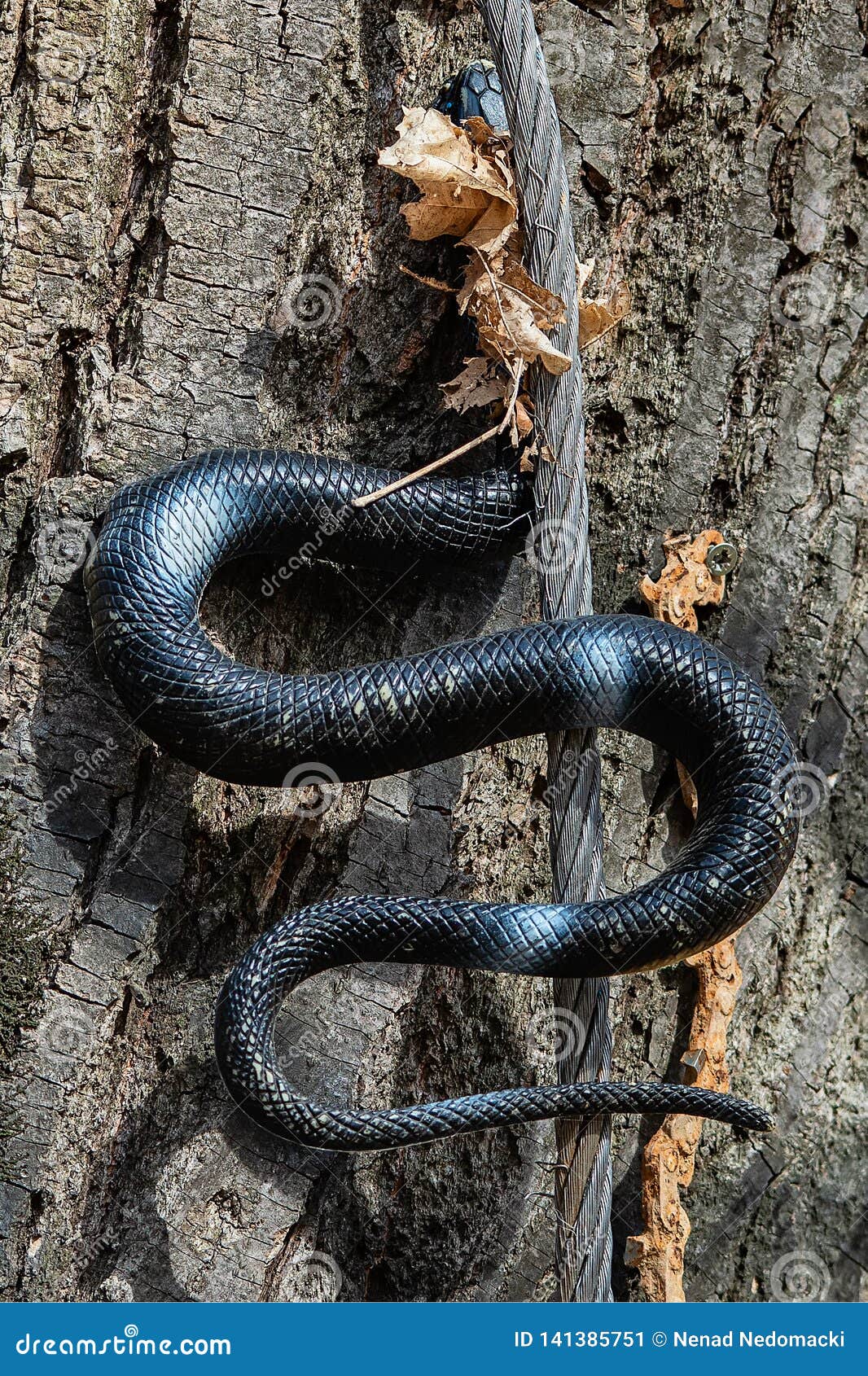 A rubber snake on a tree stock image. Image of poisonous - 141385751