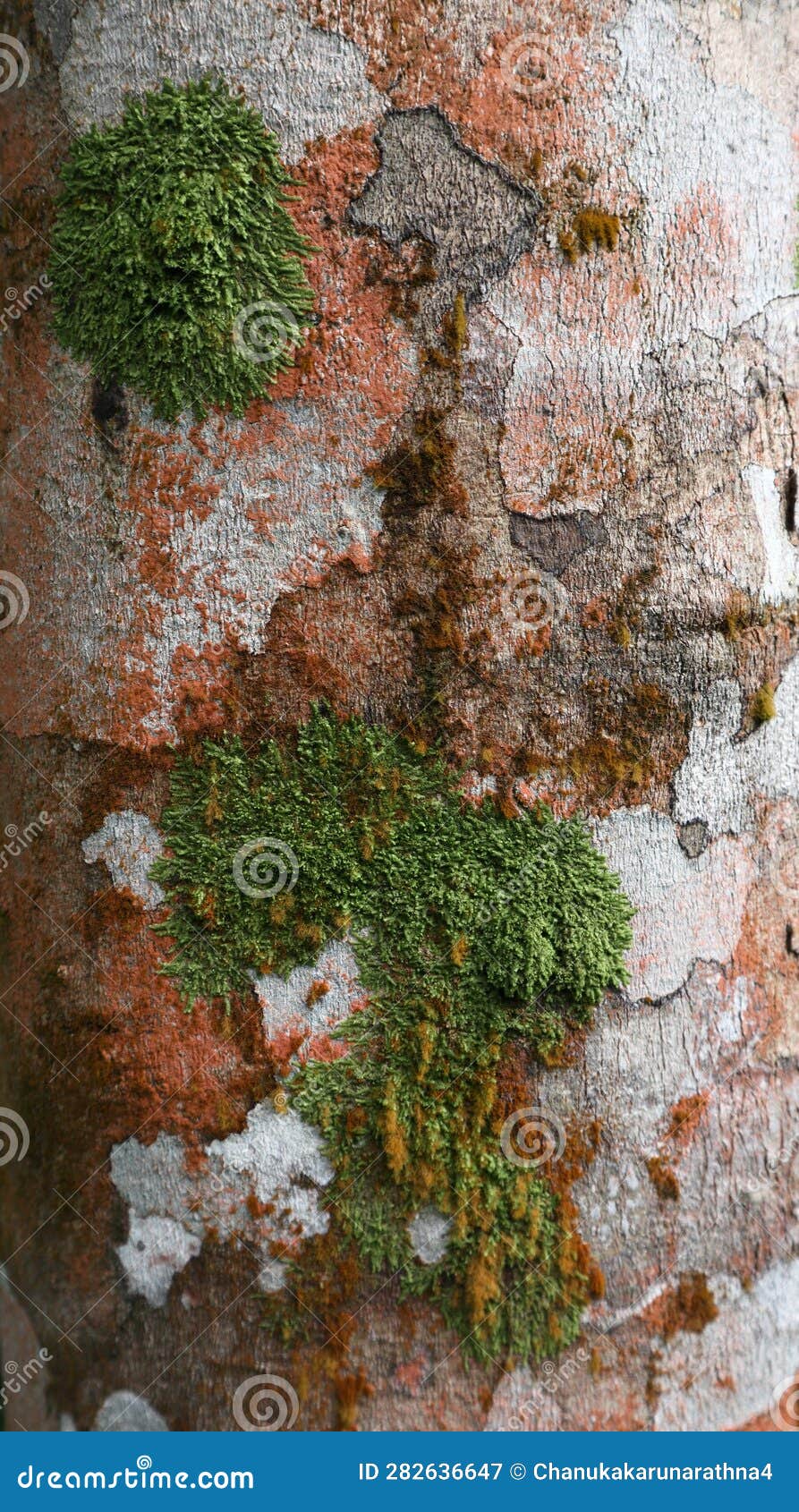 A Rubber Stem Surface Covered with the Green and Orange Color Moss and ...