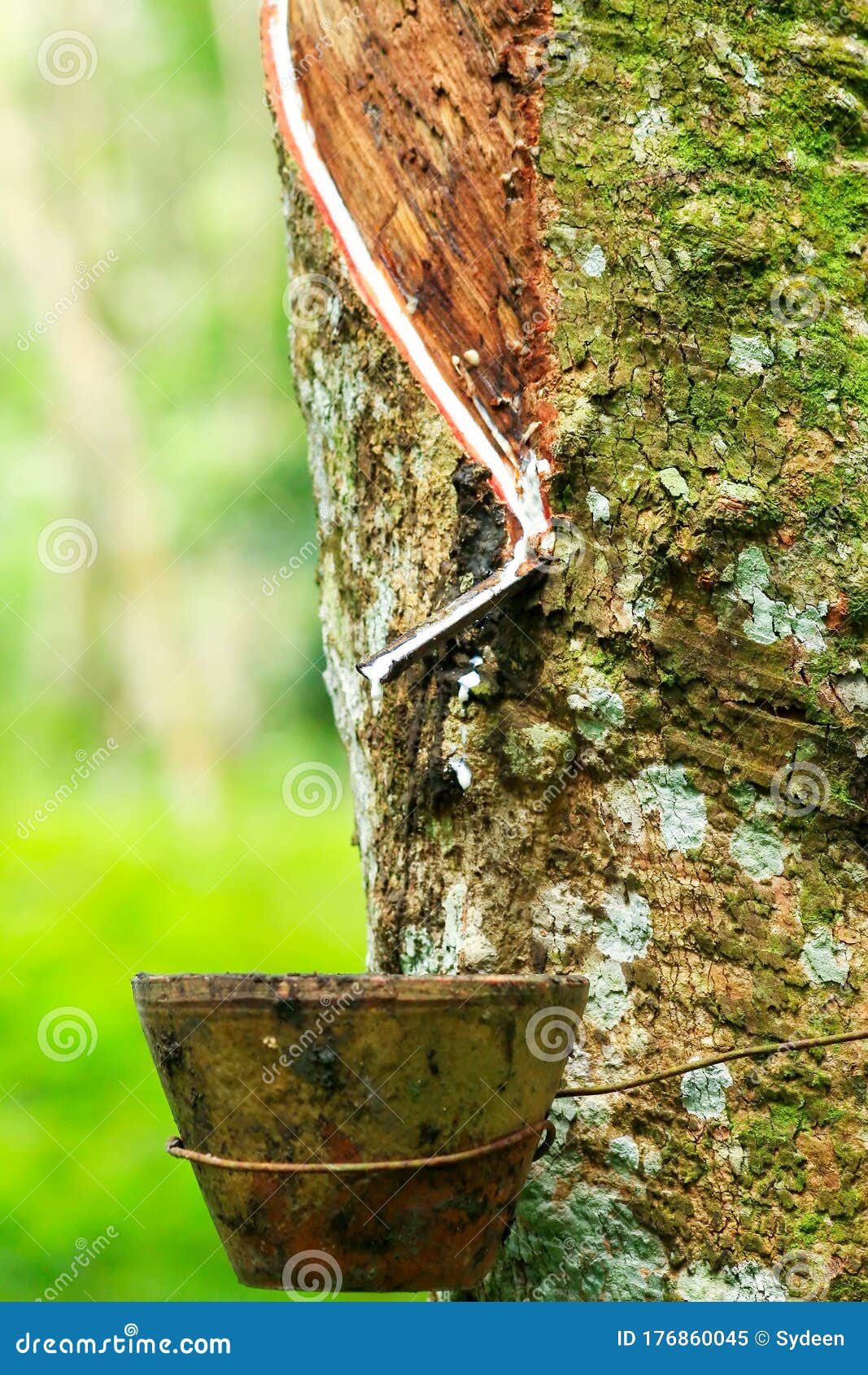 Rubber tap stock image. Image of plantation, produce - 176860045