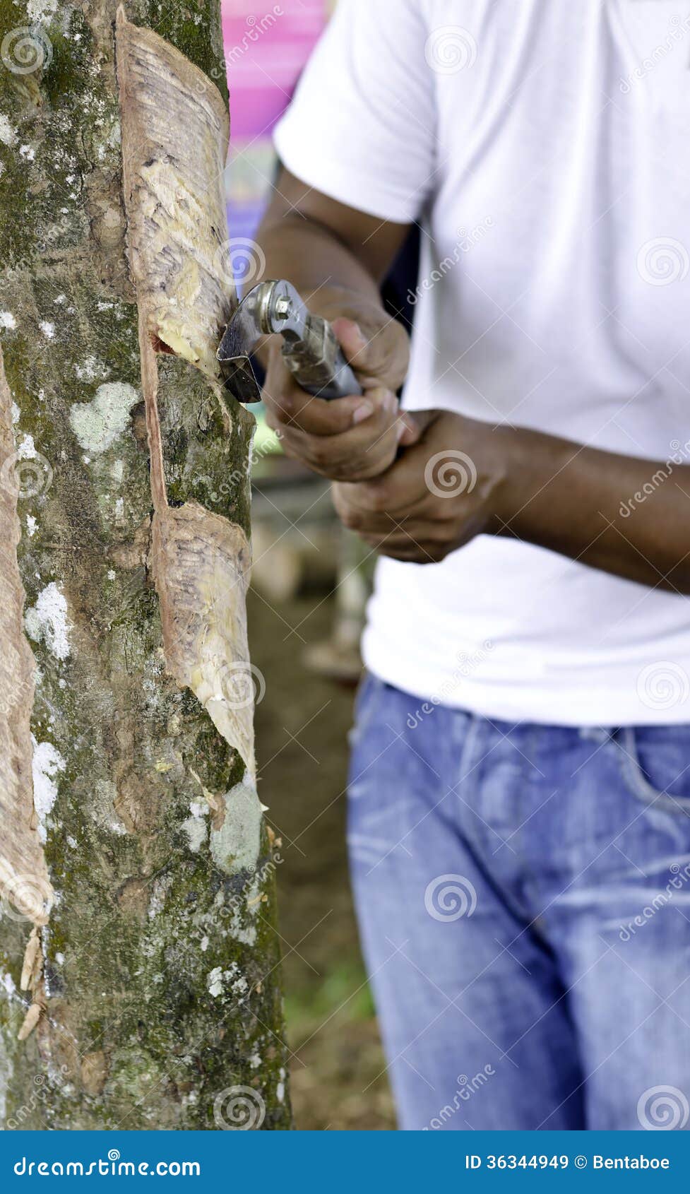 Rubber Tapper Tapping Latex Stock Image - Image of plant, depth: 36344949