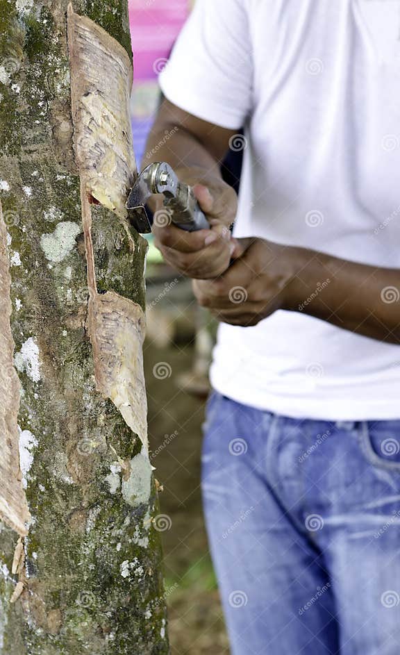 Rubber Tapper Tapping Latex Stock Image - Image of plant, depth: 36344949