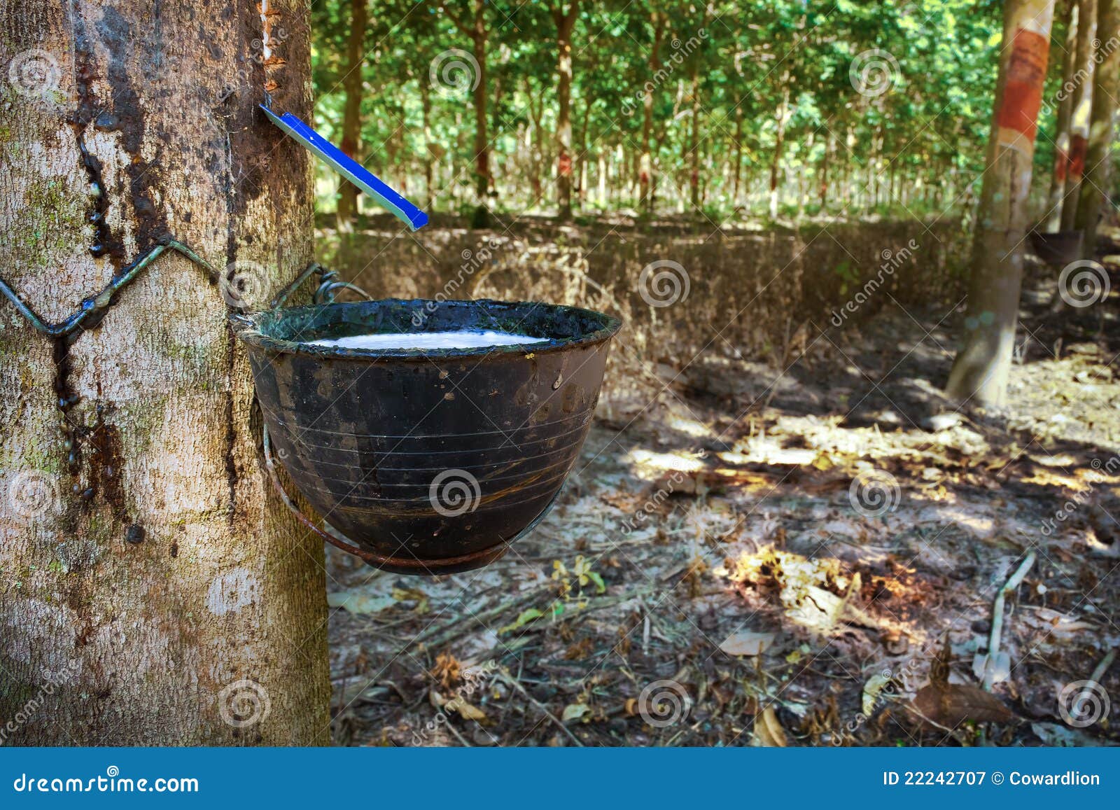 Rubber Tapping stock image. Image of resin, landscape - 22242707