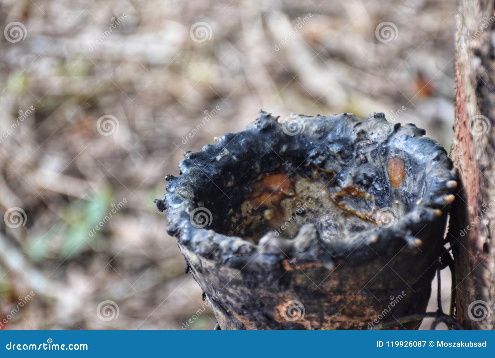 Rubber Tapping; Collecting Latex Process Stock Photography ...