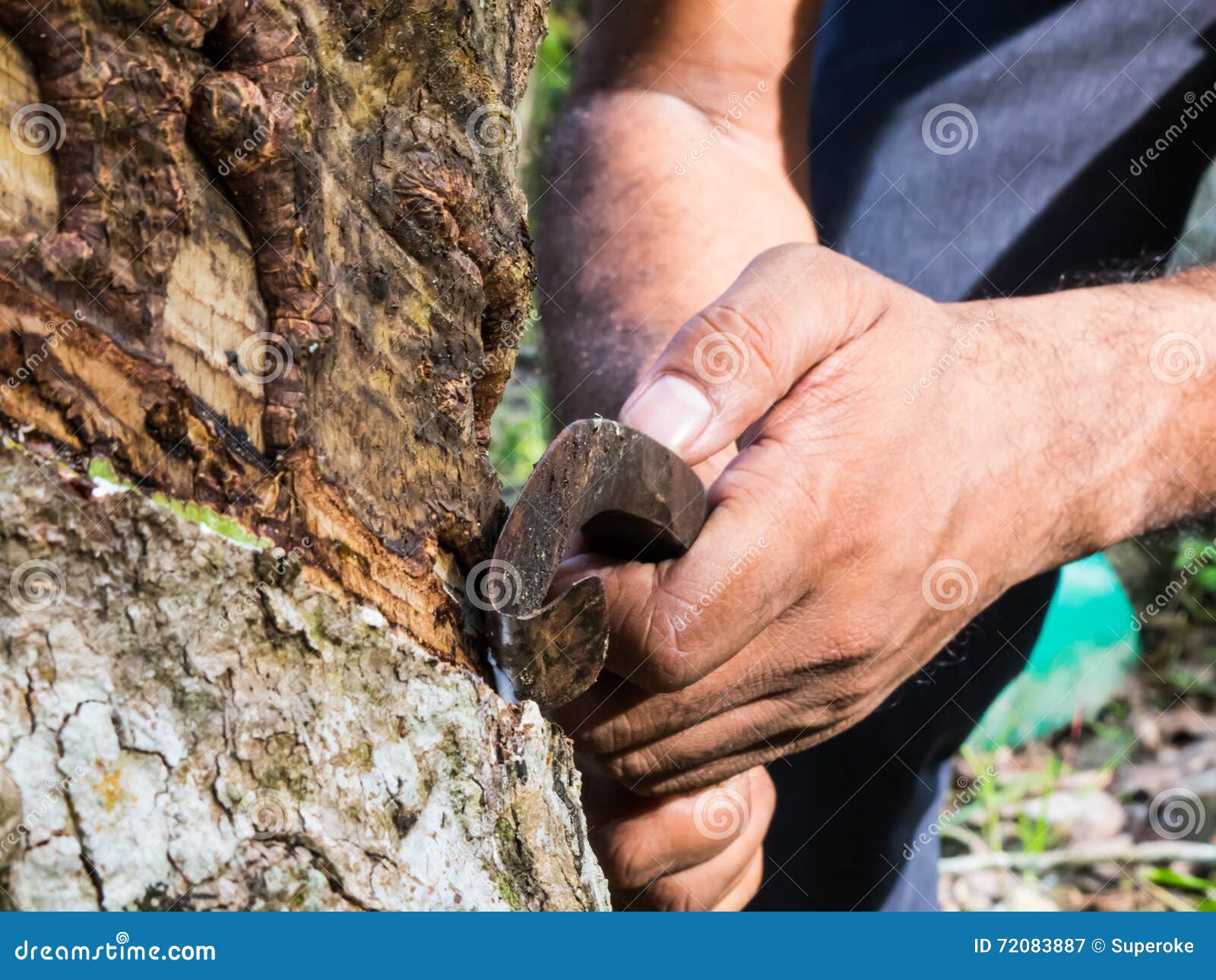 Rubber tapping stock image. Image of natural, hand, asian - 72083887