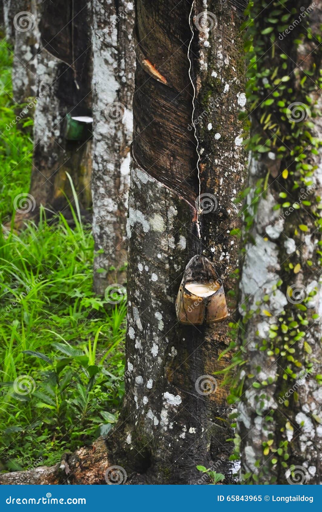 Rubber Tapping; Collecting Latex Process Stock Photography ...