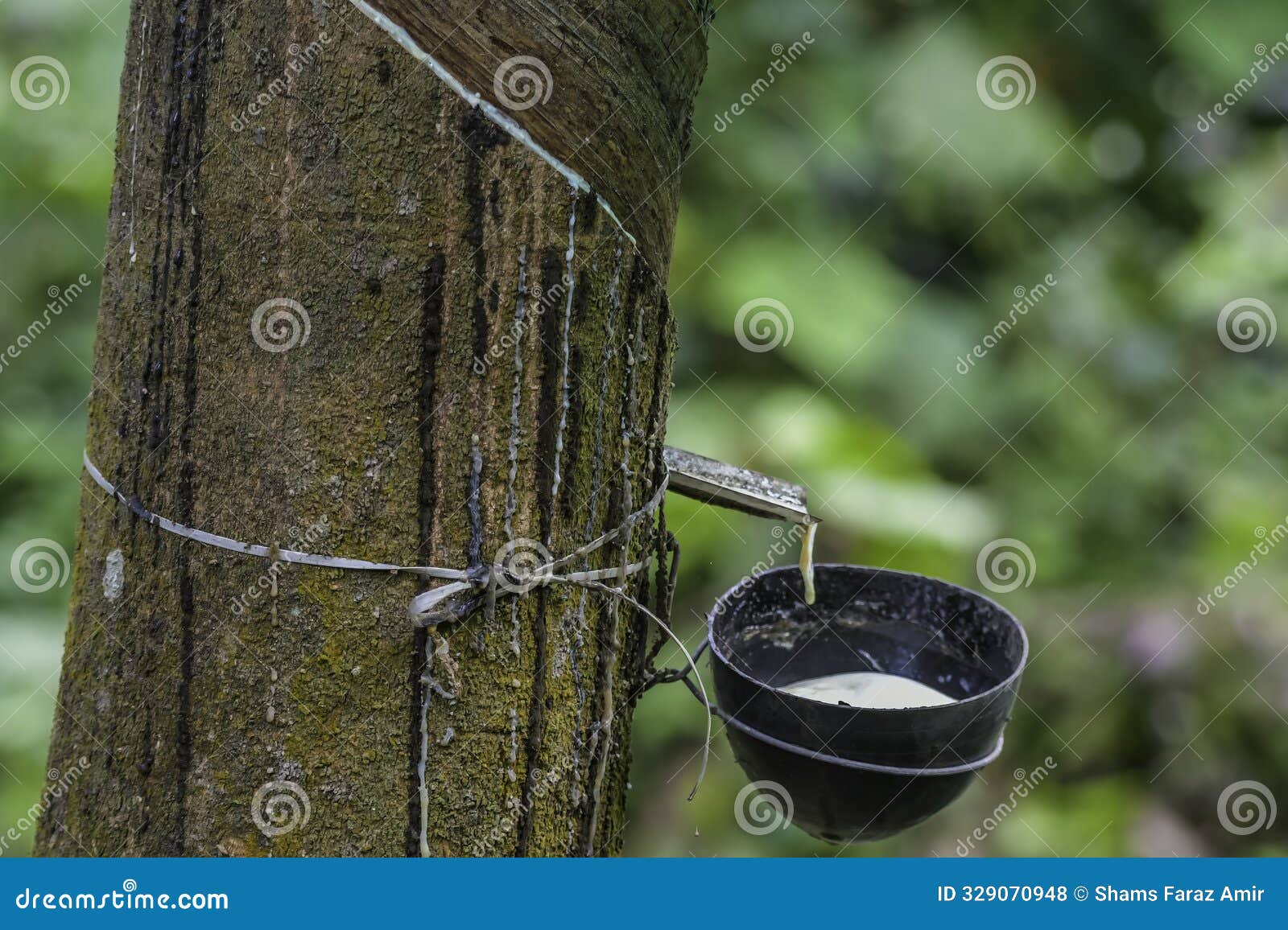 Rubber Tapping and Latex Extraction in Kerala Stock Photo - Image of ...