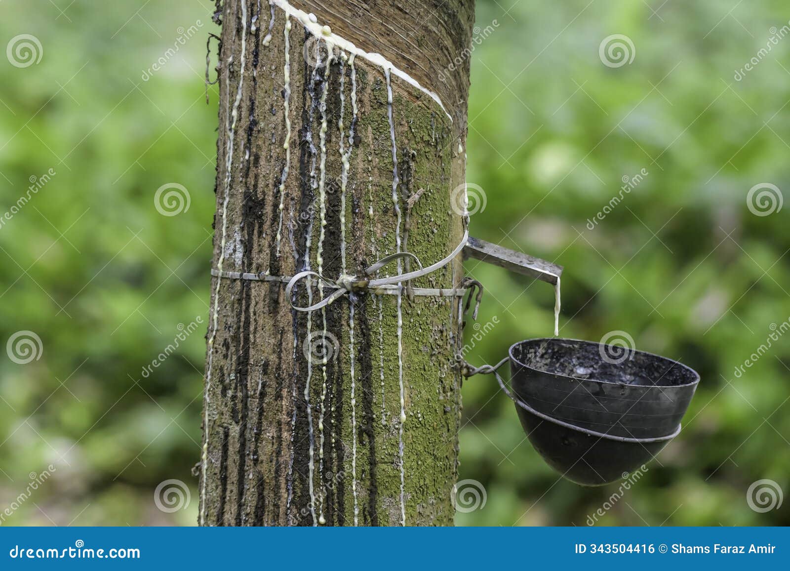 Rubber Tapping and Latex Extraction in Kerala Stock Photo - Image of ...
