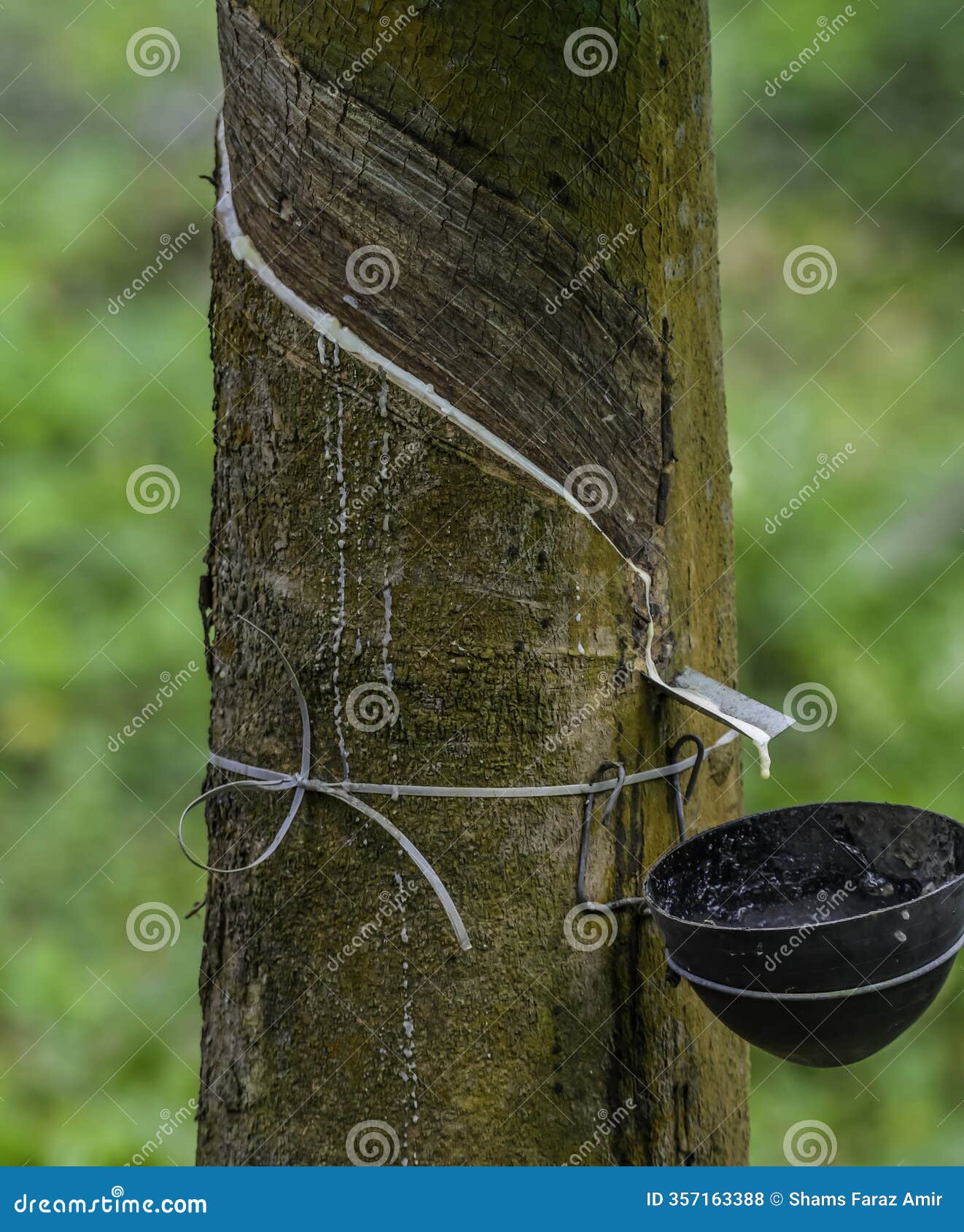 Rubber Tapping and Latex Extraction in Kerala Stock Photo - Image of ...