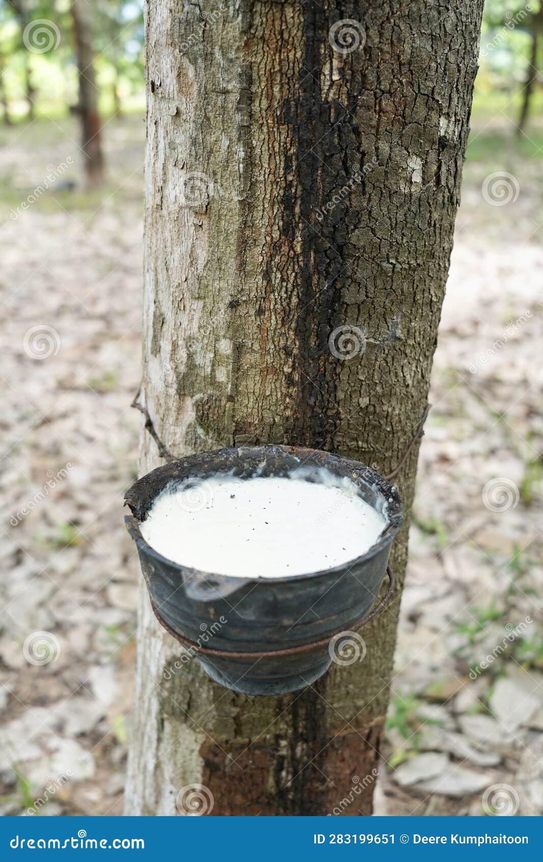Rubber Tapping, Tapping Latex Rubber Tree, Rubber Latex Extracted from ...