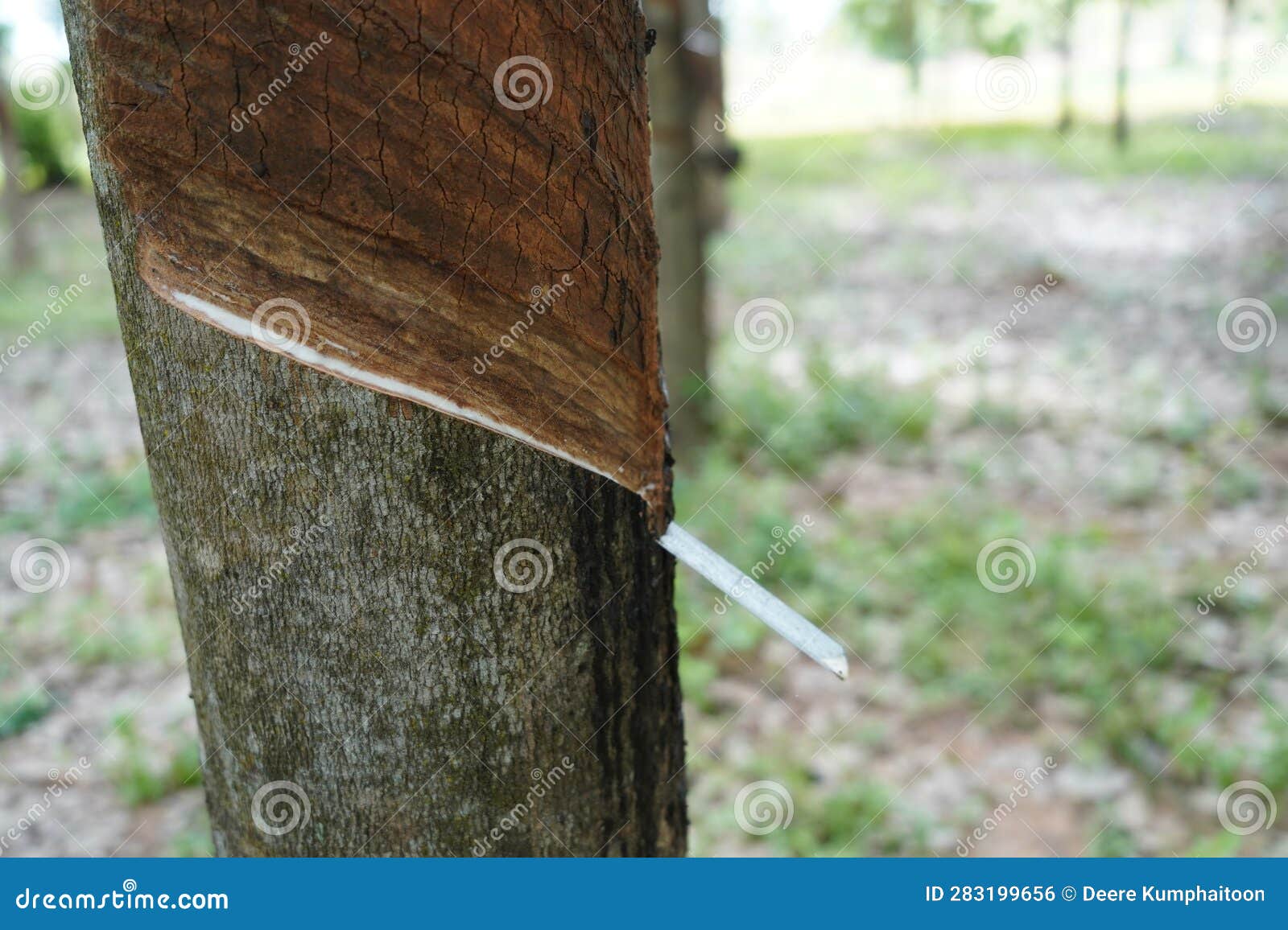 Rubber Tapping, Tapping Latex Rubber Tree, Rubber Latex Extracted from ...