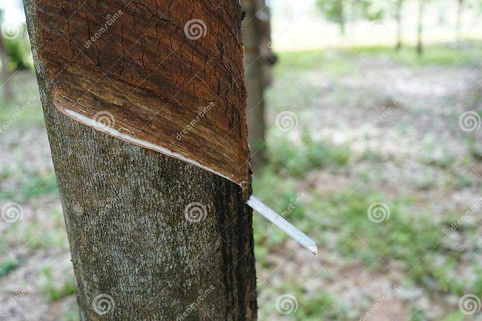 Rubber Tapping, Tapping Latex Rubber Tree, Rubber Latex Extracted from ...