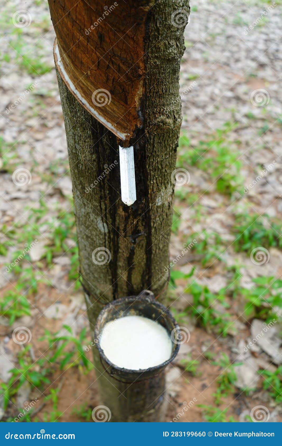 Rubber Tapping, Tapping Latex Rubber Tree, Rubber Latex Extracted from ...