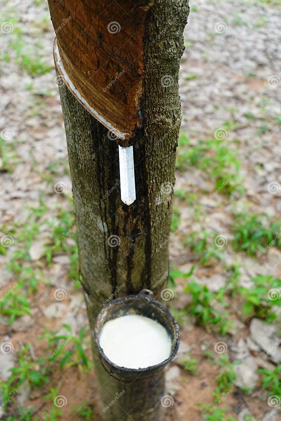 Rubber Tapping, Tapping Latex Rubber Tree, Rubber Latex Extracted from ...