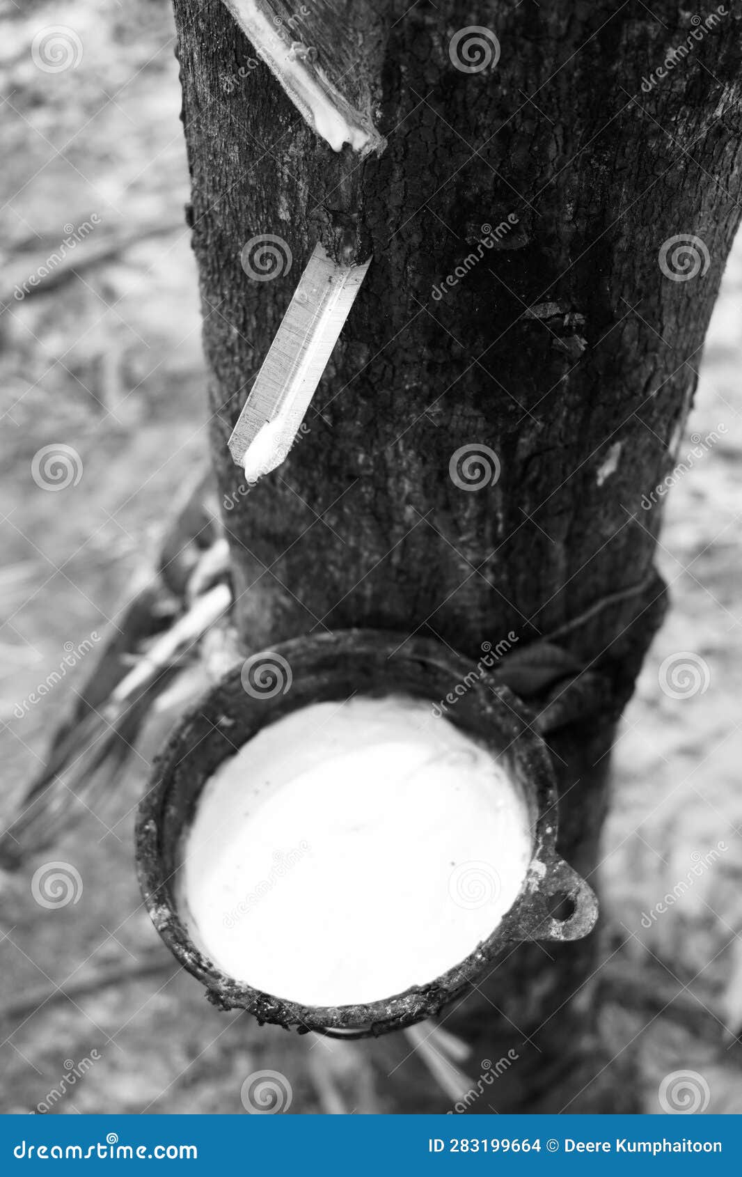 Rubber Tapping, Tapping Latex Rubber Tree, Rubber Latex Extracted from ...