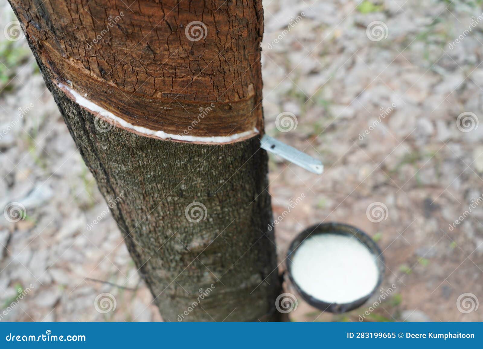 Rubber Tapping, Tapping Latex Rubber Tree, Rubber Latex Extracted from ...