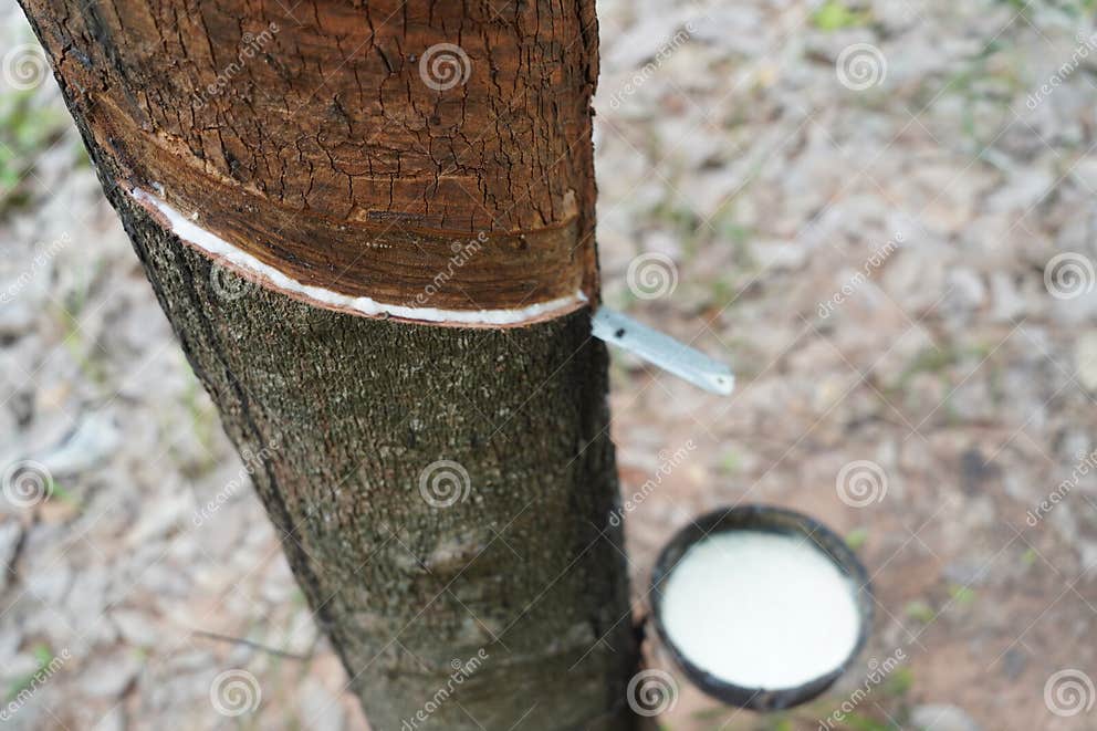 Rubber Tapping, Tapping Latex Rubber Tree, Rubber Latex Extracted from ...