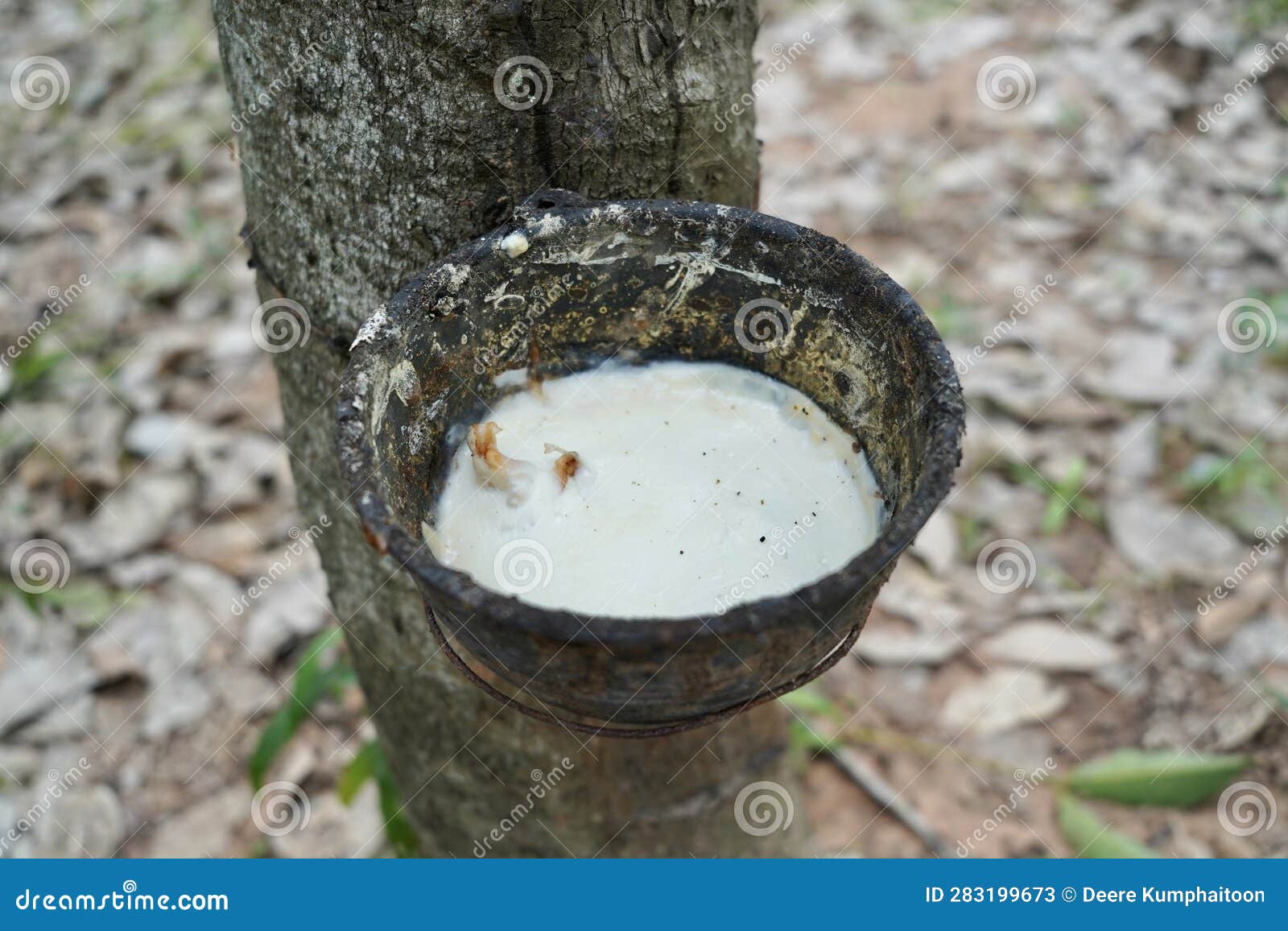 Rubber Tapping, Tapping Latex Rubber Tree, Rubber Latex Extracted from ...