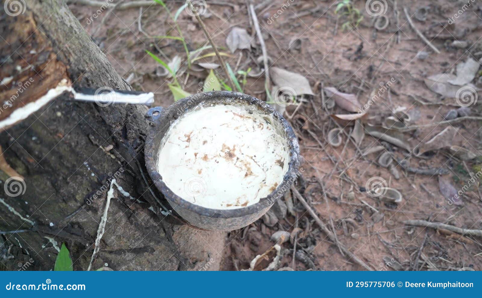 Rubber Tapping, Tapping Latex Rubber Tree, Rubber Latex Extracted from ...