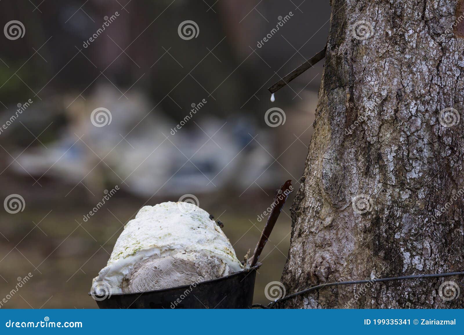 Rubber Tapping Natural Asia in Malaysia Stock Image - Image of latex ...