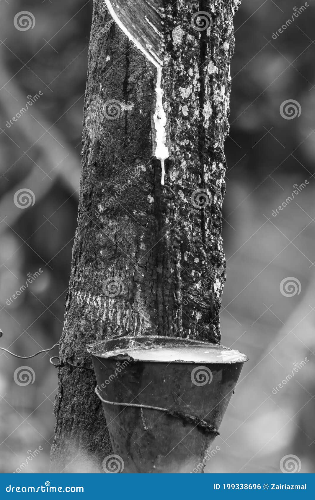 Rubber Tapping Natural Asia in Malaysia Stock Photo - Image of natural ...