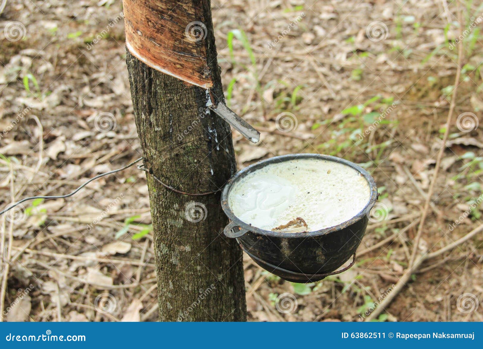 Rubber Tapping stock image. Image of harvesting, asia - 63862511