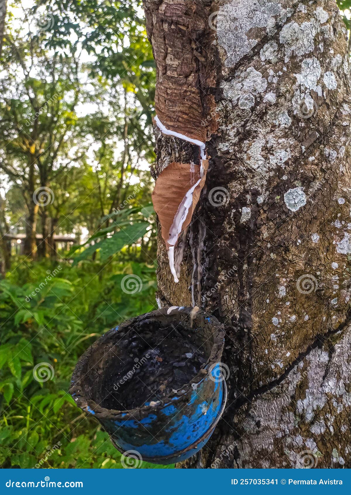 Rubber Tapping Process stock image. Image of nature - 257035341