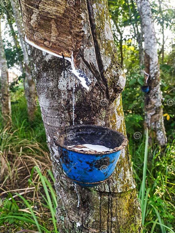 Rubber Tapping Process stock photo. Image of woodland - 257035360