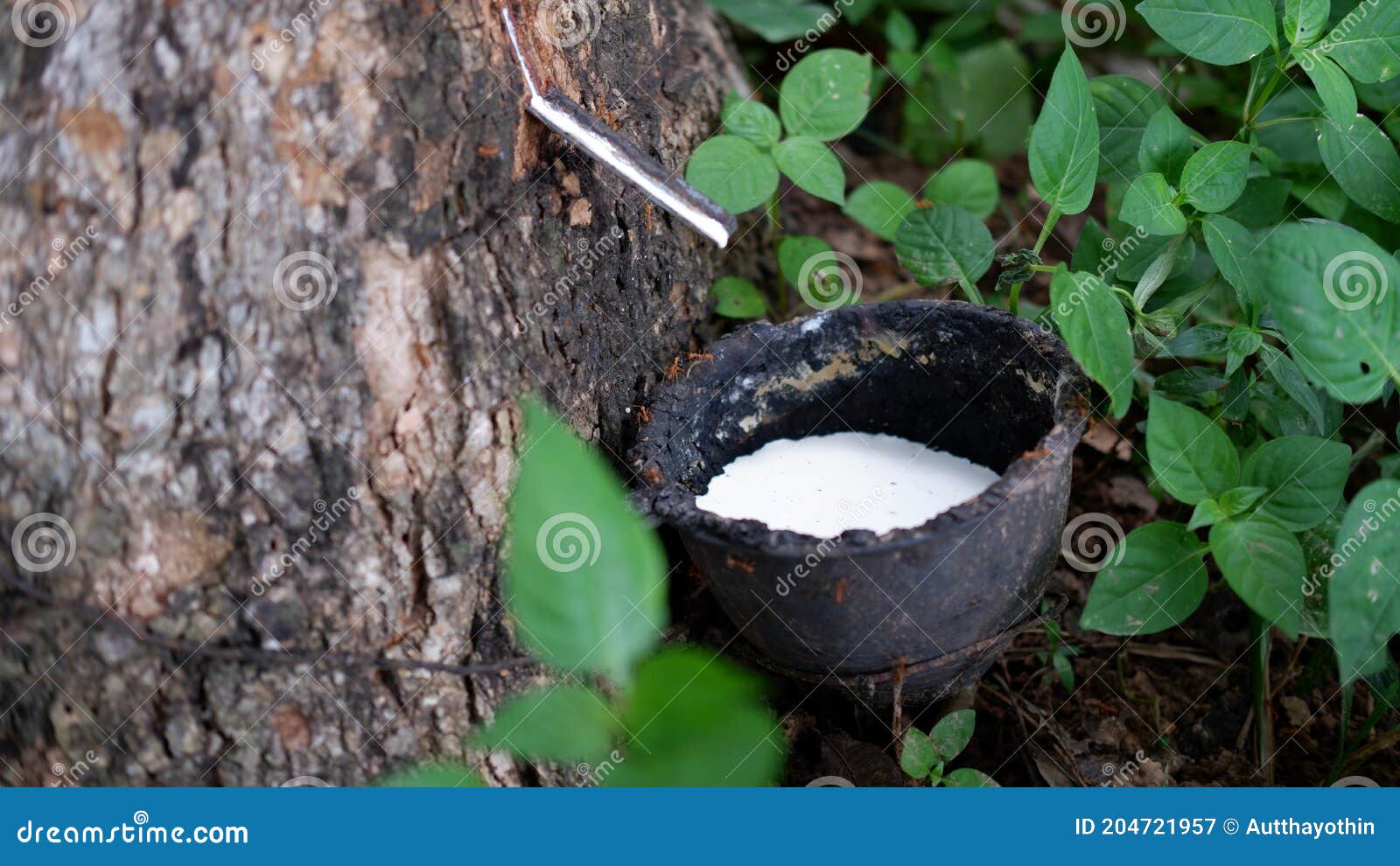 Latex, Tapping Rubber and Latex Cup Stock Image - Image of order, skill ...