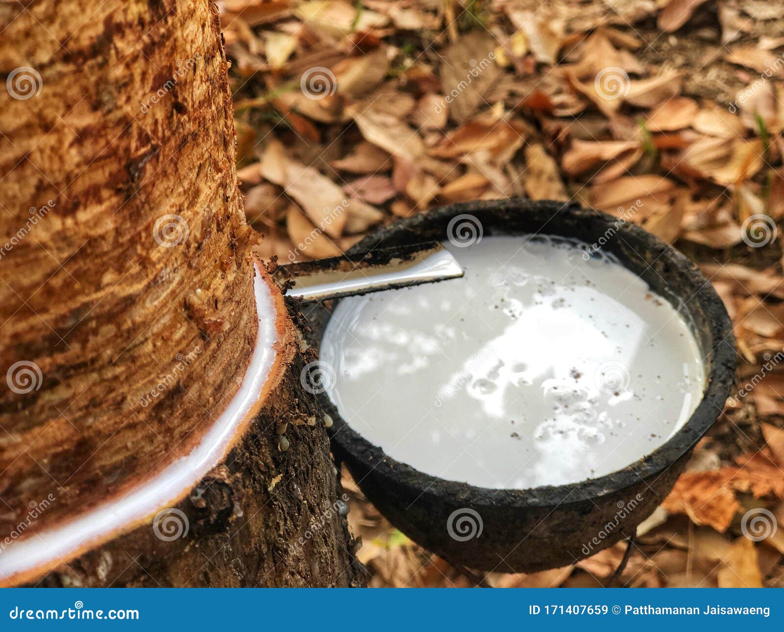 Rubber Tapping is the Process by Which Latex is Collected from a Rubber ...