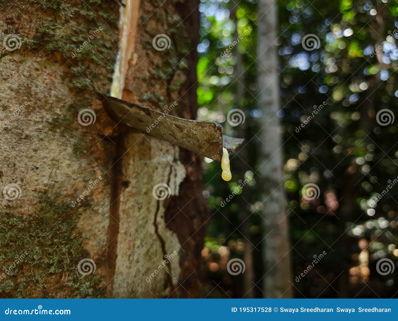 Rubber Tapping is the Process by Which Latex is Collected from a Rubber ...