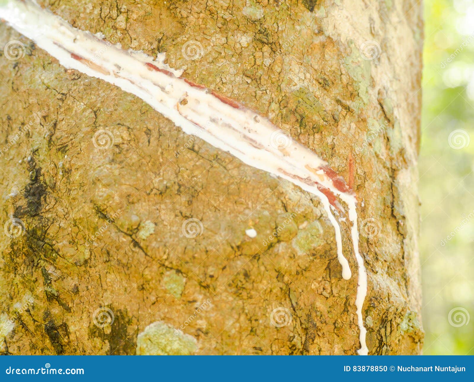 Rubber tapping. stock photo. Image of stick, tapping - 83878850