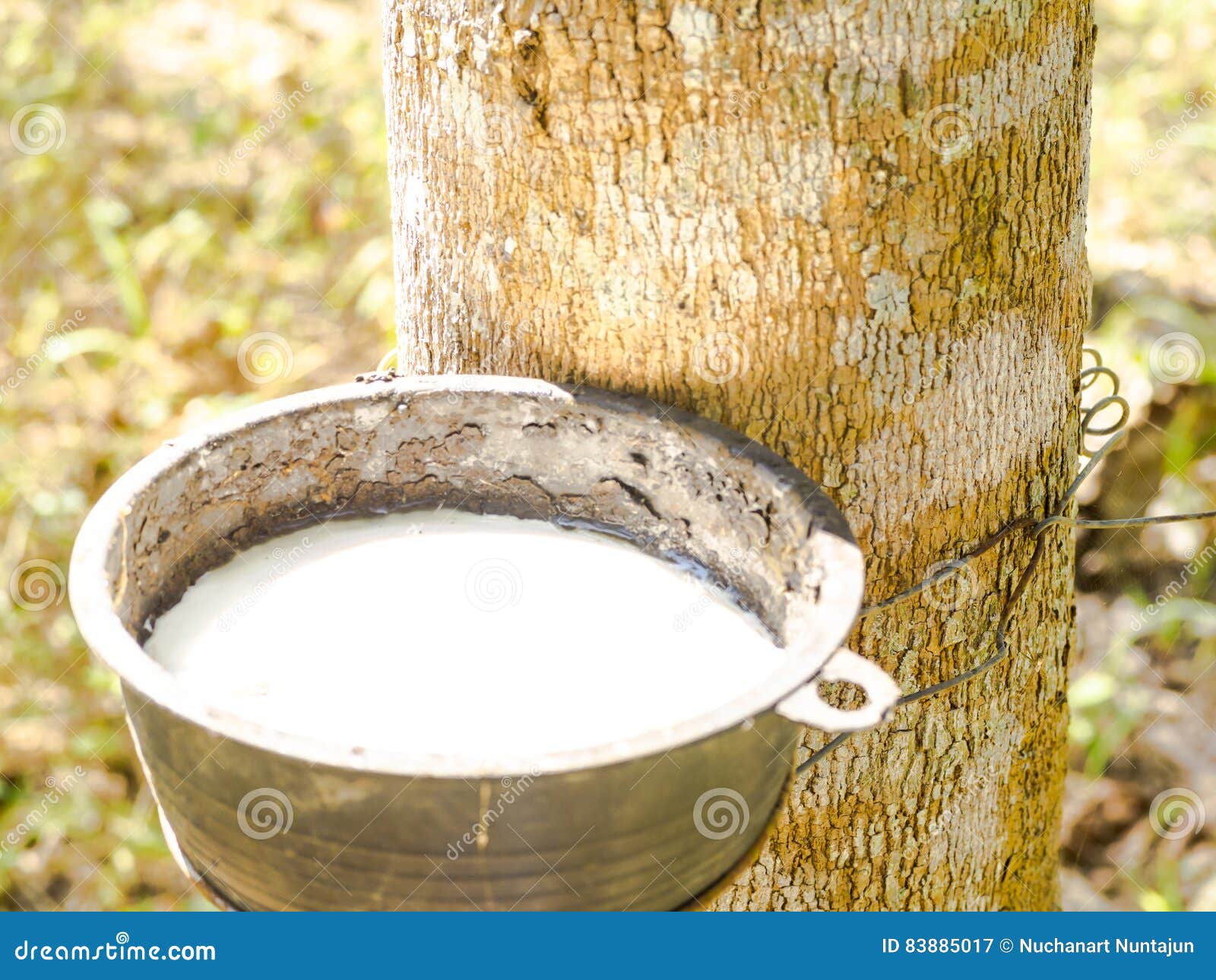 Rubber tapping. stock image. Image of stick, latex, drop - 83885017