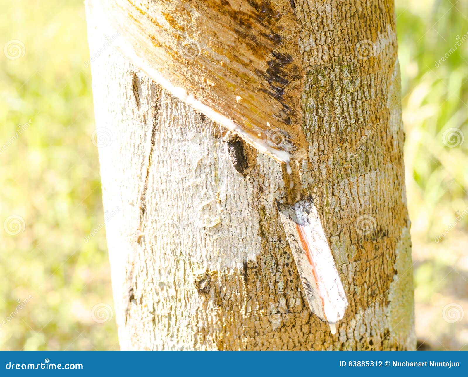 Rubber tapping. stock photo. Image of natural, tapping - 83885312