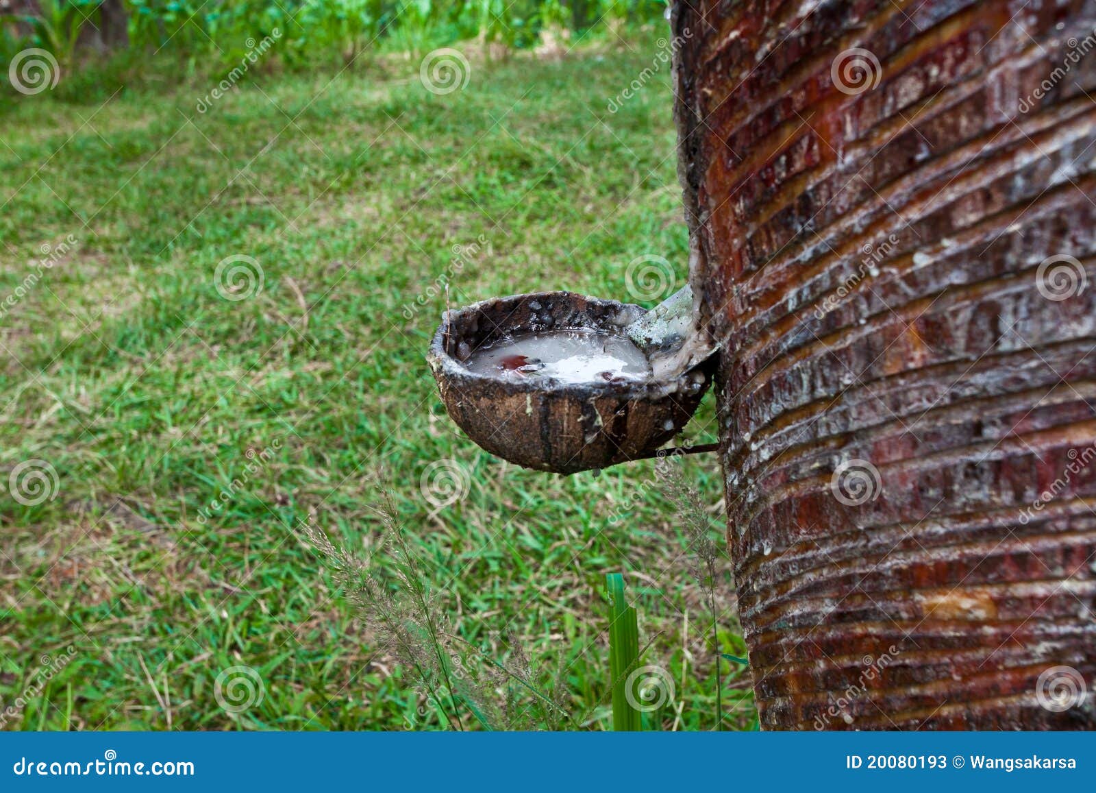 Rubber Tapping Rows stock image. Image of climate, close - 20080193